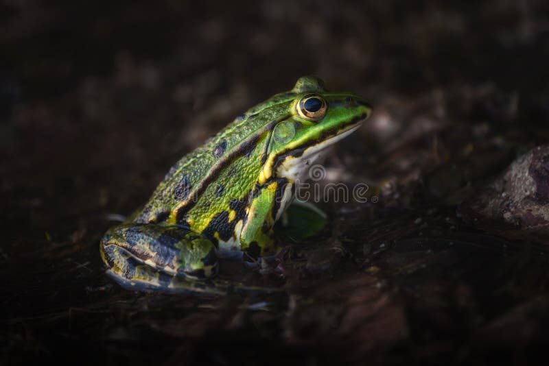 A green frog stock image. Image of forest, outdoors, sitting - 92288303