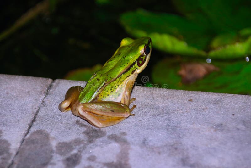 Green Frog Sitting on Flat Rock at Waters Edge. Stock Image - Image of ...