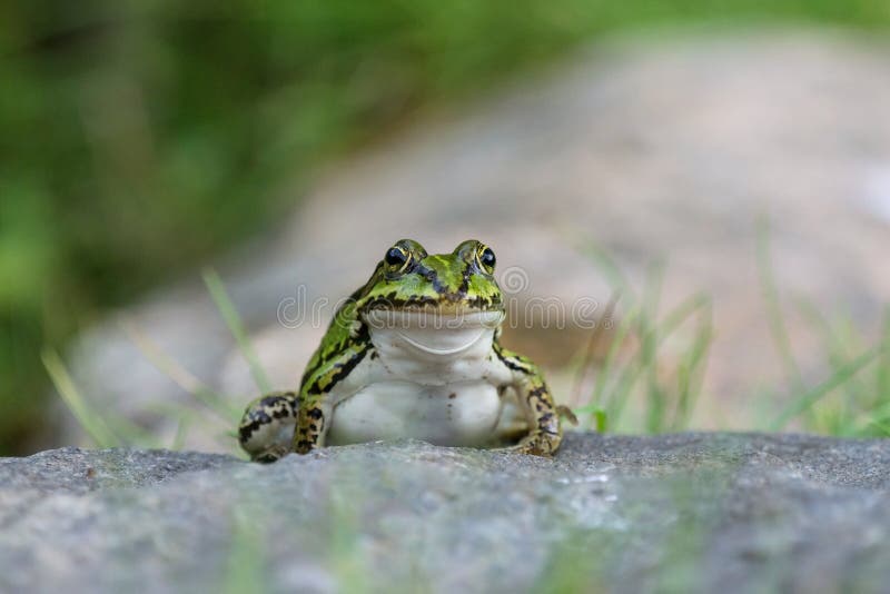 Green Frog stock photo. Image of wild, view, frog, sitting - 42411134