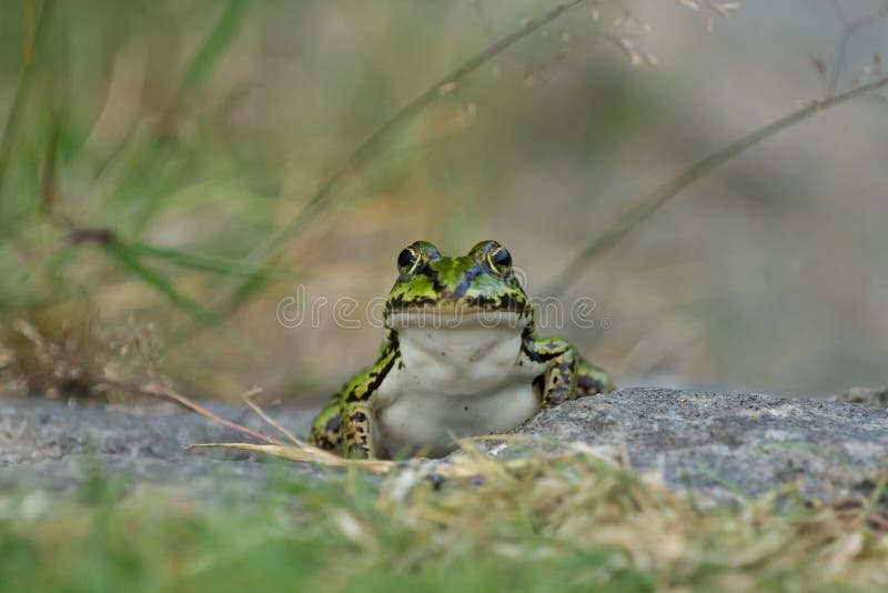 Green Frog stock photo. Image of reptile, stone, view - 42411142