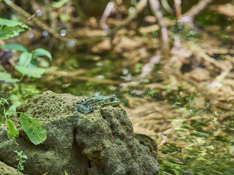 Green Frog Sitting on the Ground in Forest Stock Photo - Image of ...