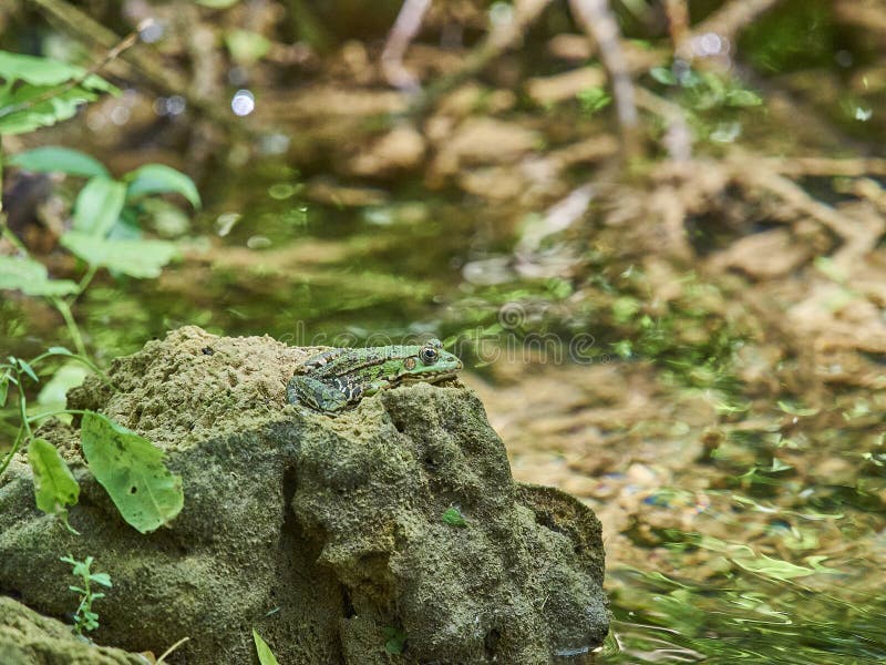 Green Frog Sitting on the Ground in Forest Stock Photo - Image of fauna ...