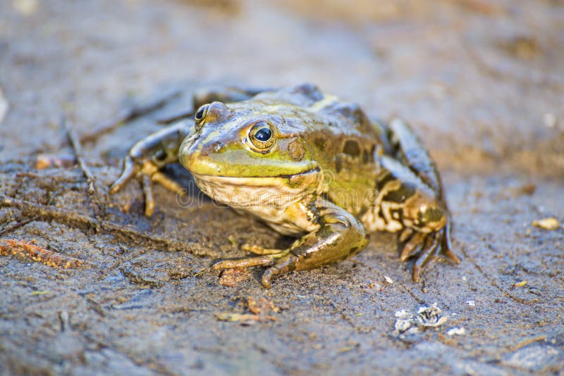 Green Frog Sitting in a Lagoon. Stock Image - Image of close, macro ...