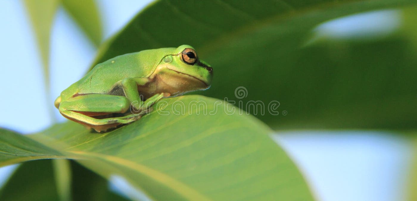 Australian Mango Tree Stock Photos - Free & Royalty-Free Stock Photos ...