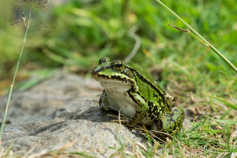 Green Frog stock photo. Image of wild, view, esculentus - 42411132