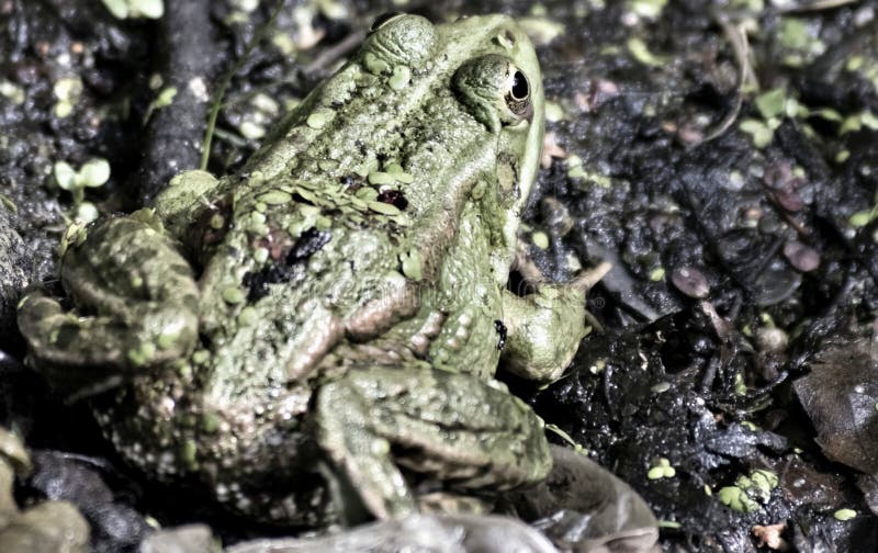 Small Green Frog Sitting on the Shore Stock Photo - Image of slimy ...