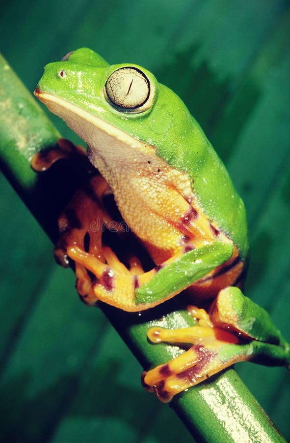 Green Frog Sitting on a Green Vine Shoot Stock Image - Image of endemic ...