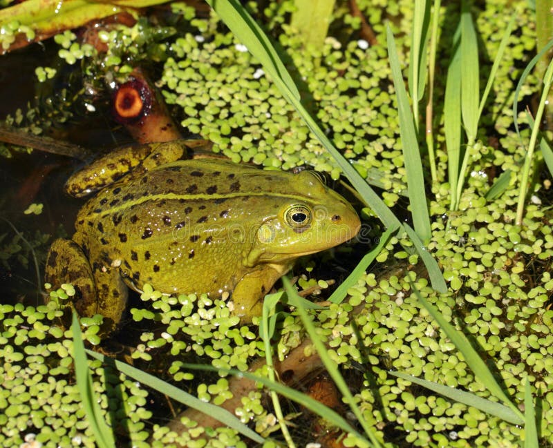 Green frog stock photo. Image of animal, macro, color - 31891226