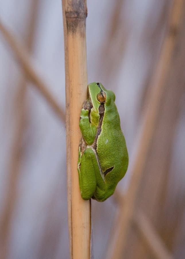 Sleeping frog stock photo. Image of costume, baby, newborn - 33628860