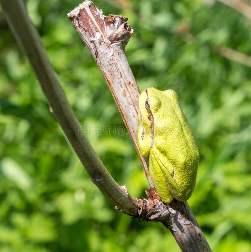 Green frog stock image. Image of green, natural, wildlife - 313265657