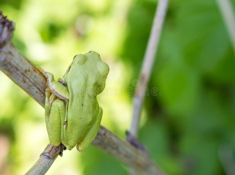 Green frog stock image. Image of tropical, macro, vertebrate - 313265689