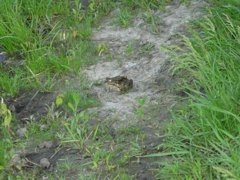 Green frog stock photo. Image of spring, green, beautiful - 179802518