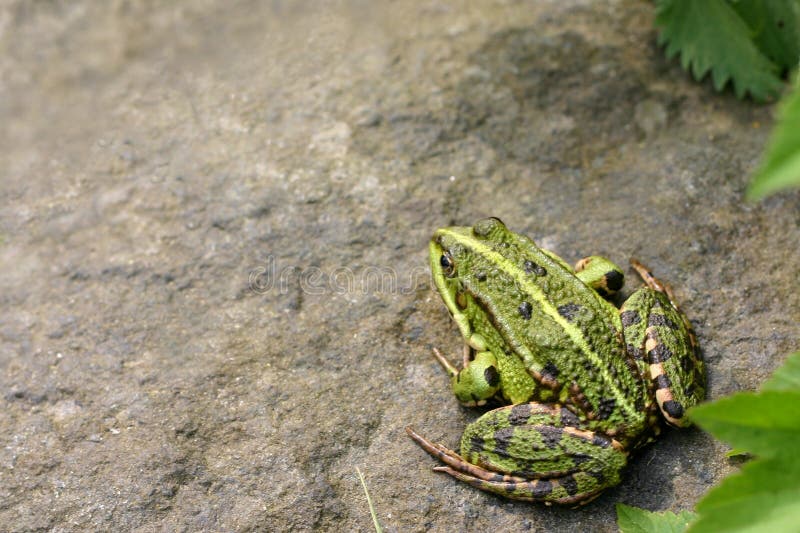 Green frog on a stone stock image. Image of gorgeous, spring - 799025