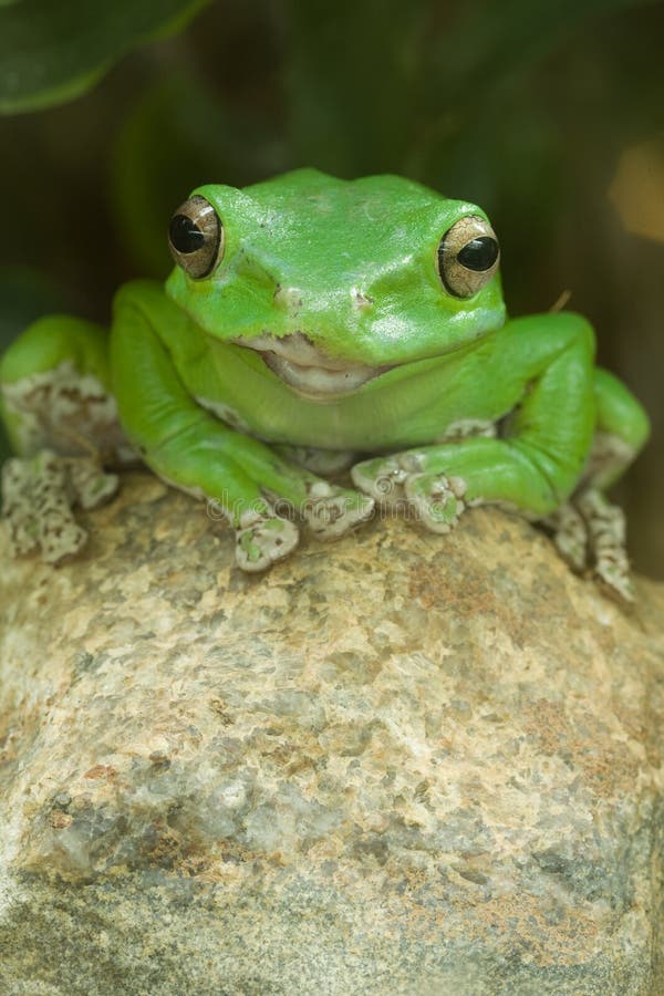 Green frog on stone stock photo. Image of frog, green - 46922544