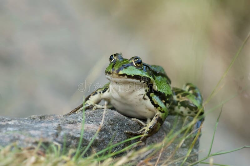 Frog Pointing Stock Photos - Free & Royalty-Free Stock Photos from ...