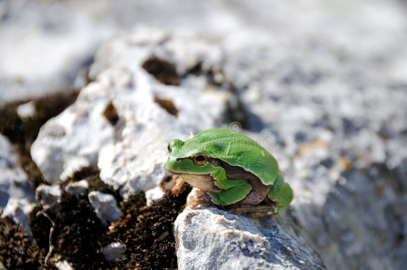 Green Frog on the Stone in the Wild Stock Photo - Image of animal ...