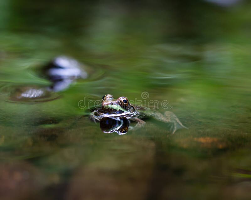 Green Frog in Stream with Reflected Trees Stock Image - Image of ...