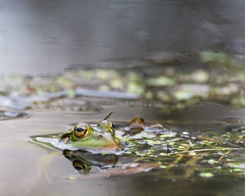 Green frog in the swamp stock photo. Image of pond, natural - 117890954