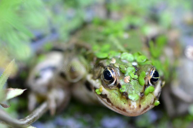 Green frog in swamp stock photo. Image of close, species - 55138456
