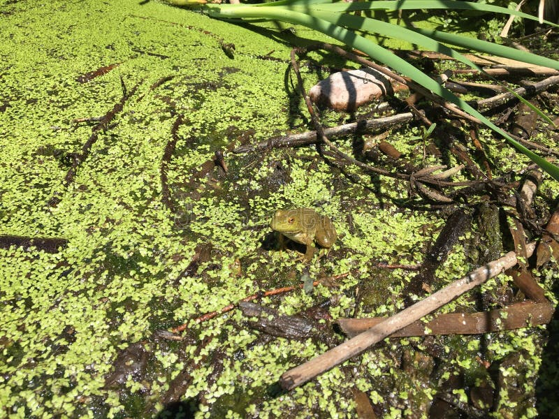 Green frog in swamp stock photo. Image of swamp, sitting - 77034500