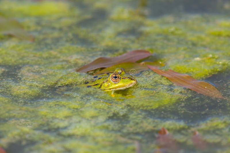 Green Frog Swimming in Algae Water in Sunlight Stock Image - Image of ...