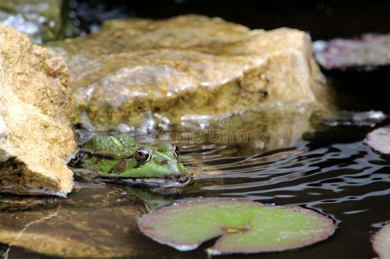 Green Frog Swimming in Pond Stock Image - Image of lush, algae: 282007385