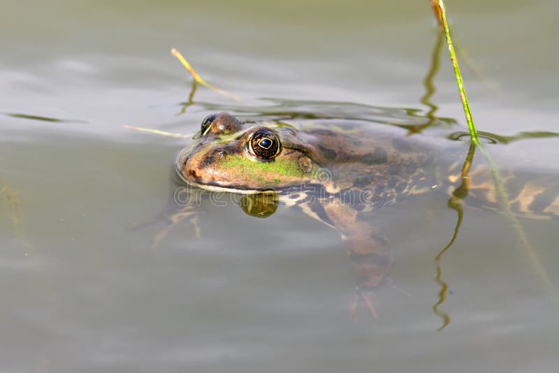 Green Frog Swimming in the Pond Stock Image - Image of frog, animal ...