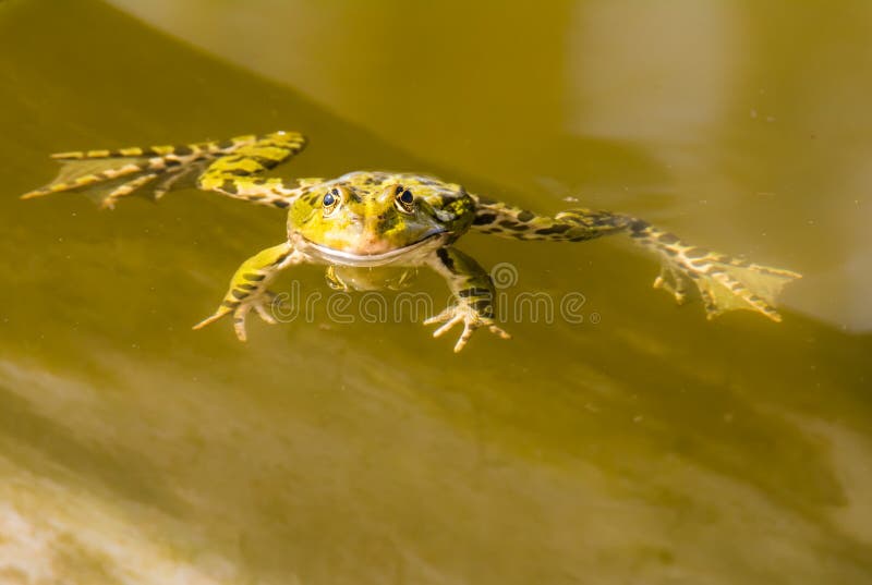 Green Frog Swimming in the Water Stock Photo - Image of nature, water ...