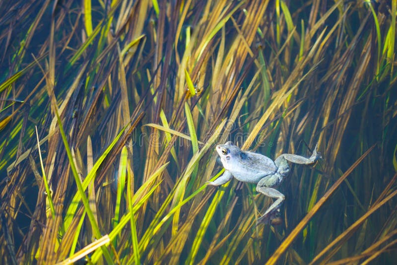 Green Frog Swims Over Sedge Stock Image - Image of water, green: 137582861