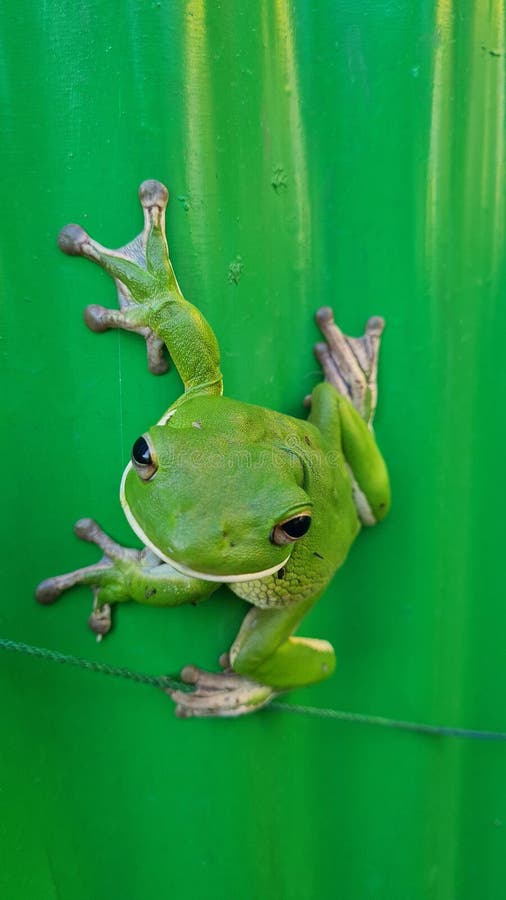 Green Frog t stock image. Image of yellow, frog, turtle - 263710265