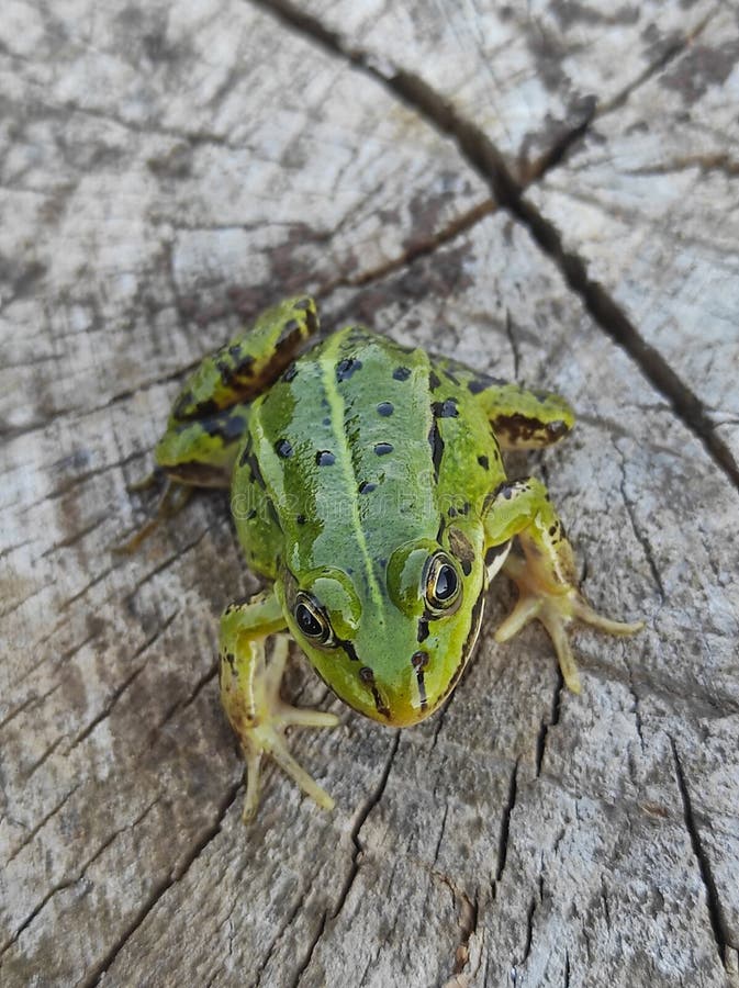 A Green Frog on a Tree Stump (3) Stock Photo - Image of wildlife ...