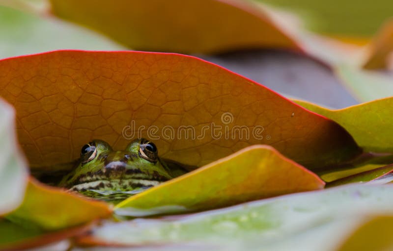 Green Frog Under Water Lily Leaf Stock Photo - Image of exploration ...