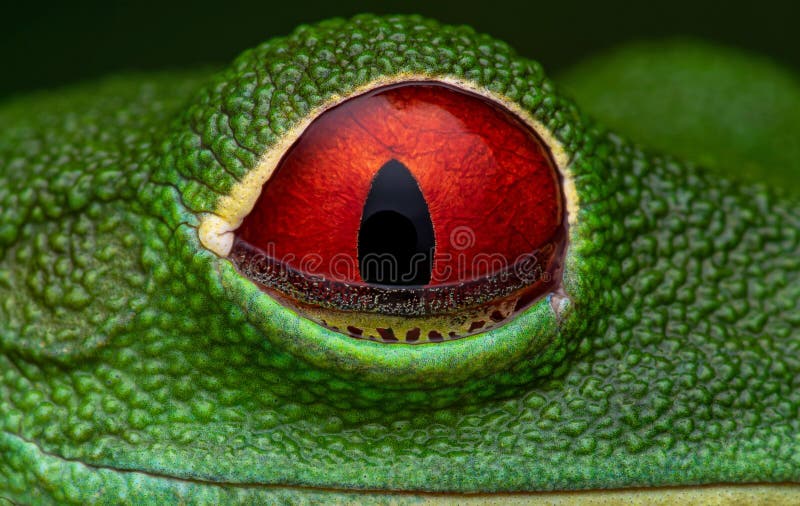 Frog Eye Piercing Stock Photos - Free & Royalty-Free Stock Photos from ...