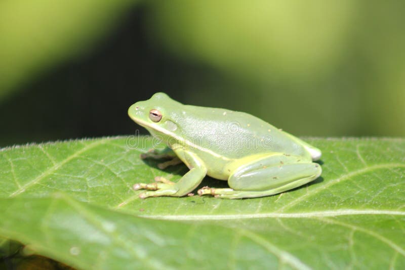 593 Frog Lunch Stock Photos - Free & Royalty-Free Stock Photos from ...