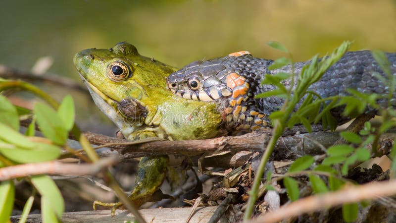 The Green Frog Was Given To the Grass Snake for Lunch Stock Image ...