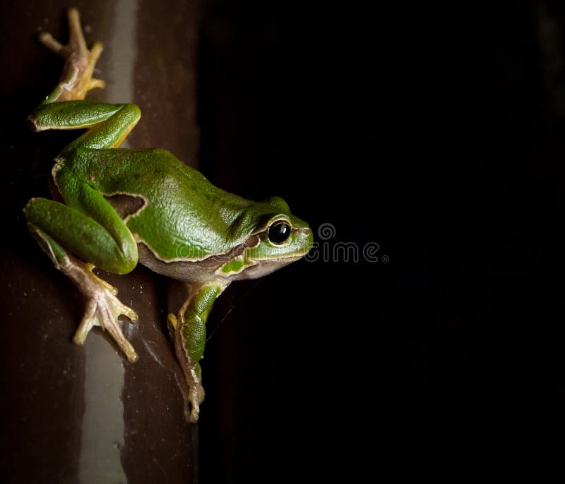 Green frog on the watch stock image. Image of wildlife - 21210391