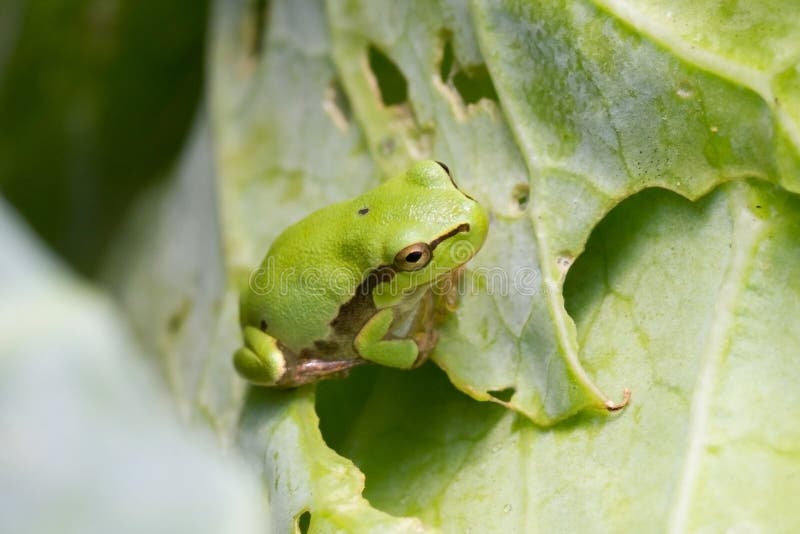 Green frog stock photo. Image of green, hakkyu, drop - 57533708