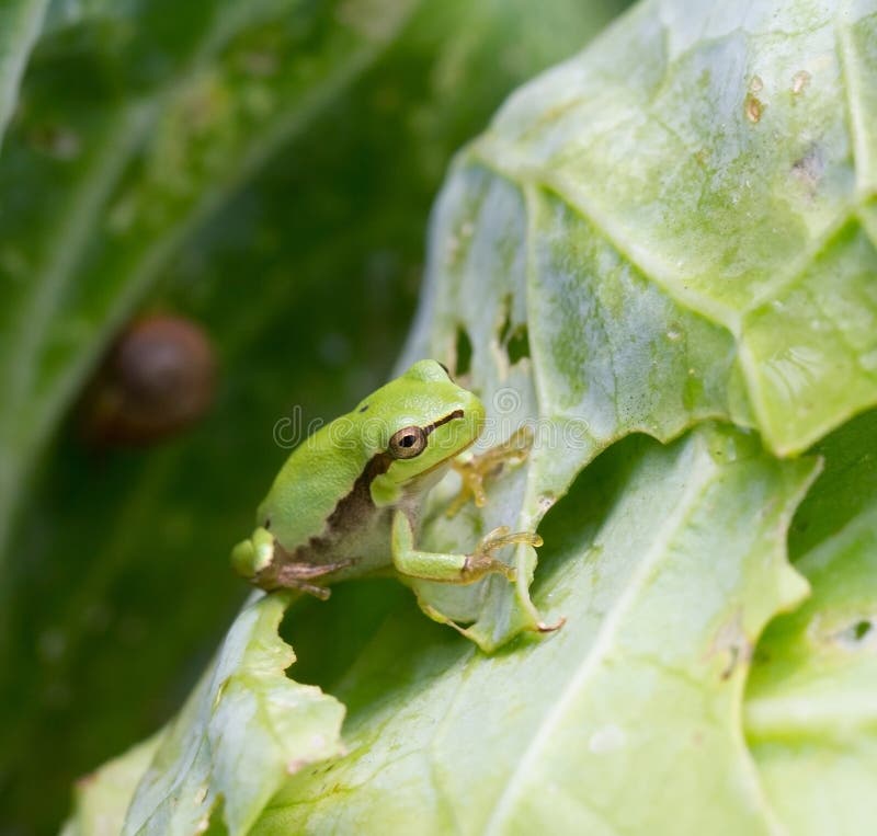 Green frog stock photo. Image of drop, forest, foreground - 57754614