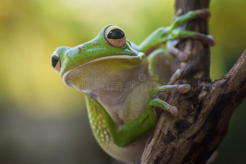 White Lips Tree Frog stock photo. Image of wood, tree - 112799758
