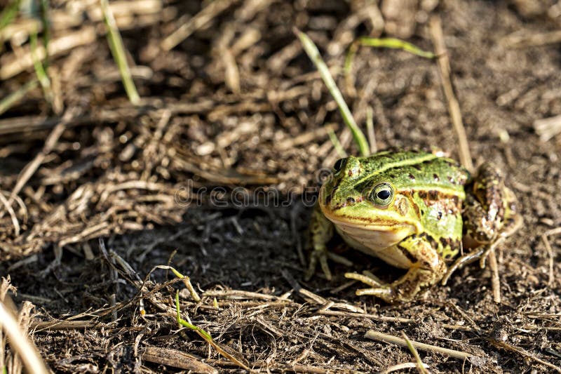 Green frog in the wild stock image. Image of watch, frog - 37991077