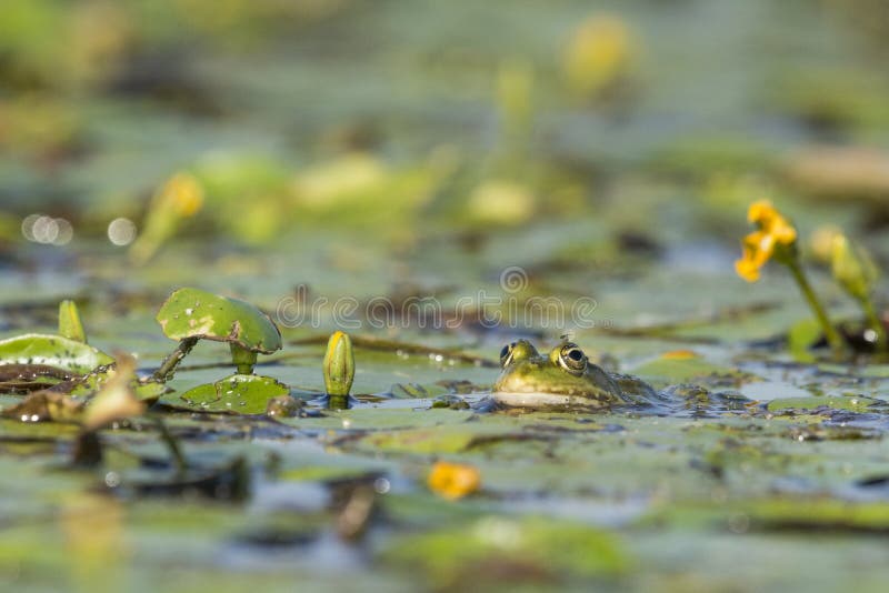 Green Frog in Yellow Water Lilies Stock Photo - Image of lily, insects ...