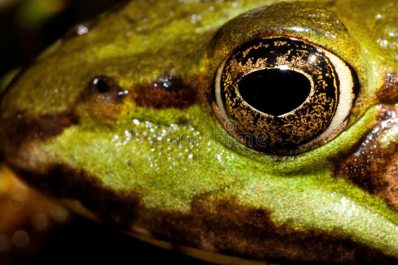 Green frogs head stock image. Image of close, lily, pelophylax - 74815771