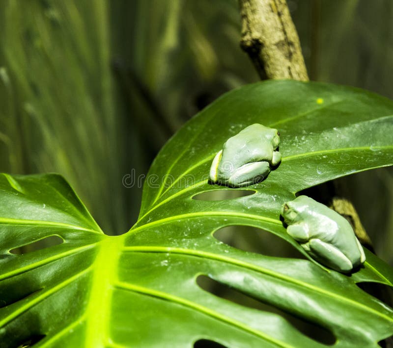 Green Frogs on a leave stock image. Image of tree, frog - 89733881