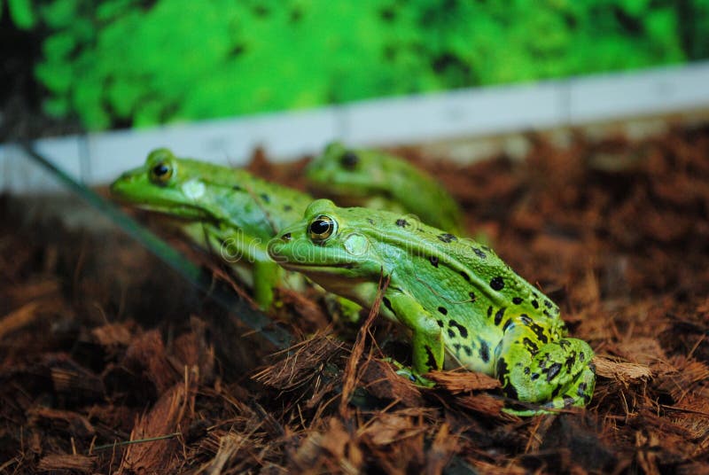 Frogs Ð»Ñ Ð³ÑƒÑˆÐºÐ¸ stock image. Image of wild, small - 100251733