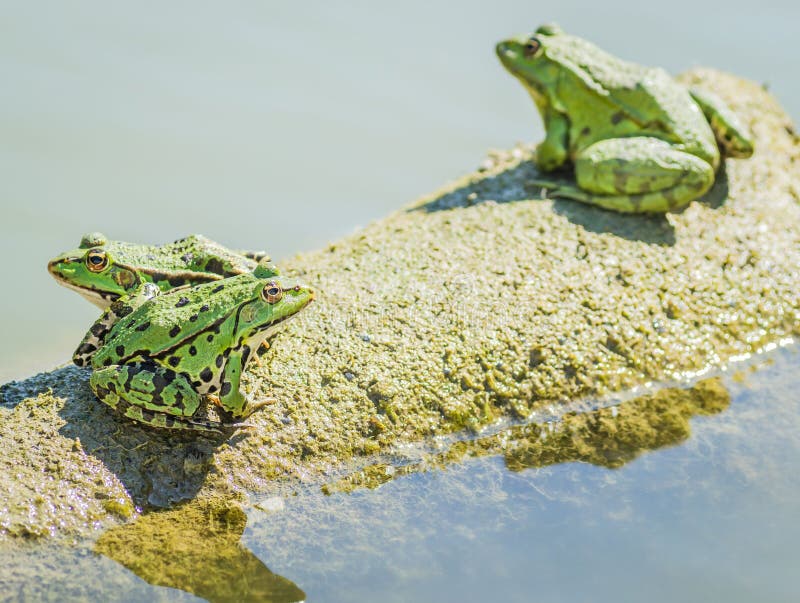 Green Frogs Sunbathe on a Stone Sticking Out of the Water of the Lake ...