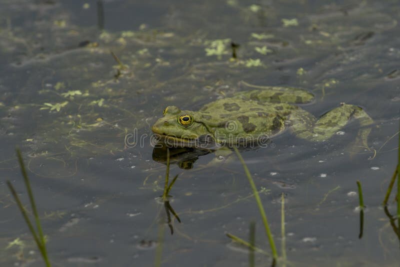 Green Frogs in Green Water with Green Plants Stock Image - Image of ...