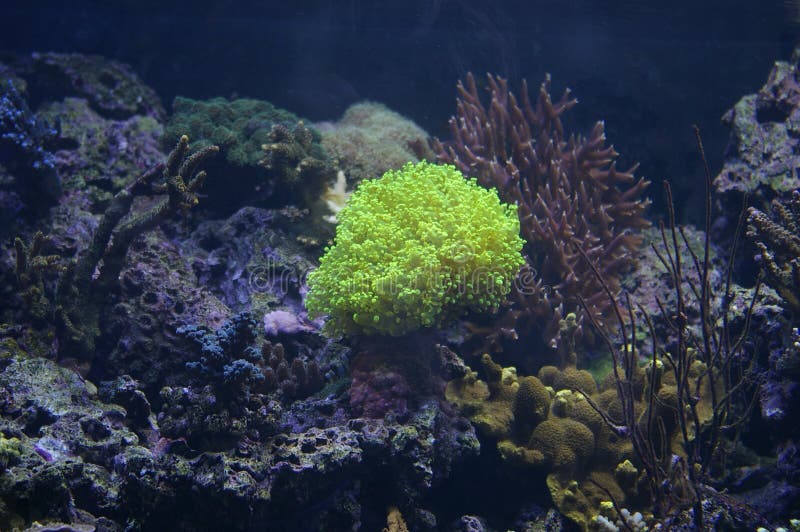 Green frogspawn coral stock photo. Image of coral, colorful - 257034176