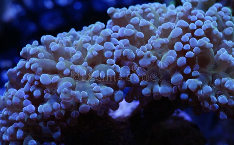 Green Frogspawn (Euphyllia Divisa) Coral Stock Photo - Image of ...