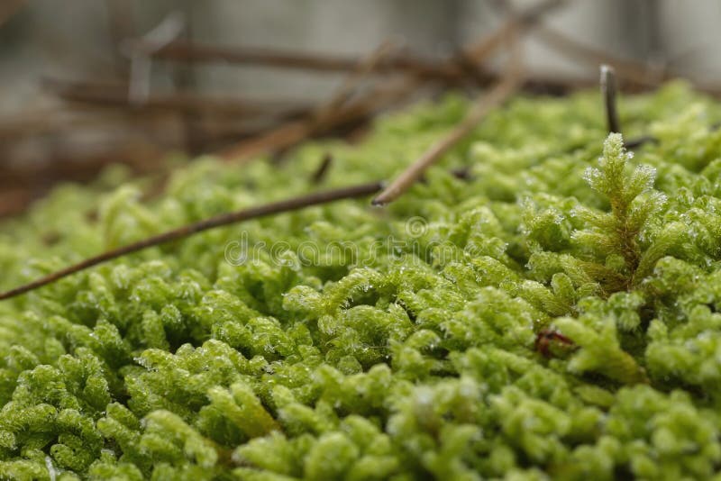 Frosted Bryophytes Stock Photos - Free & Royalty-Free Stock Photos from ...