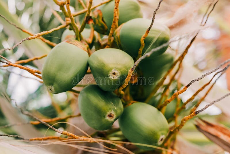 Green Fruit Cluster Growing on a Palm Tree Surrounded by Natural ...